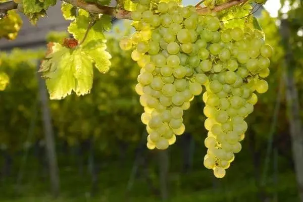 हरे अंगूर जिनसे सफ़ेद वाइन बनती है।