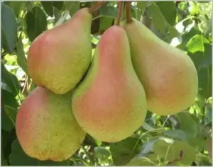 ការពិពណ៌នានិងលក្ខណៈពិសេសនៃព្រៃថ្នាក់ព្រៃឈើរបស់លោក Pear, ការចុះចតនិងការថែទាំ