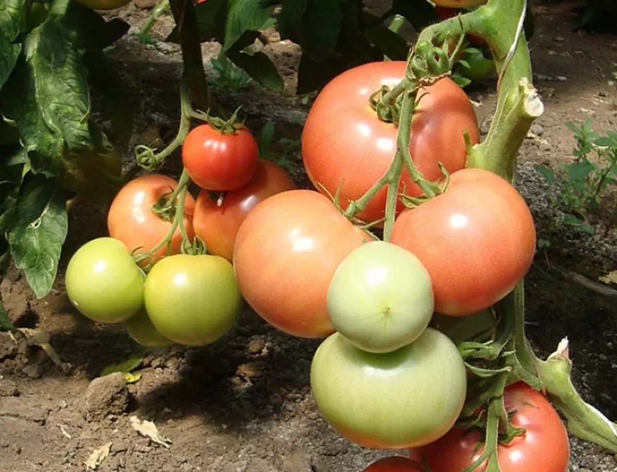 Pomidorų ženklai