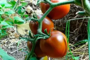 Pomidorų pomidorų šokolado stebuklo aprašymas ir charakteristikos