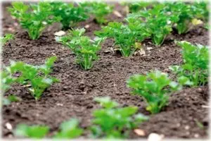 Кога е подобро да се засади магдонос во отворено почва за брзо побрзаа, во есен или пролет