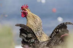 Wie viele Hühner brauchen einen Hahn für die Düngung?