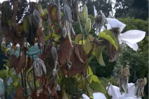 Pa zifukwa ziti zomwe sizikutulutsa clematis ndi mayankho a njira