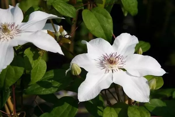 ಬಿಳಿ ಬೆಲ್ಲಾ