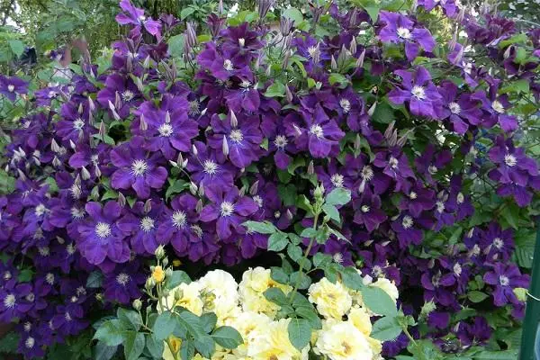 Clematis de flors grans