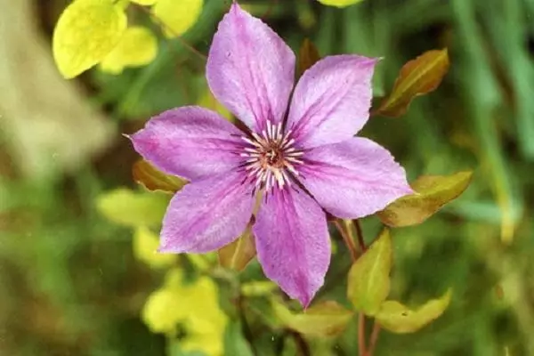 花弁の数