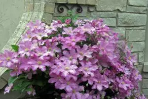 ລາຍລະອຽດ CLEMATIS MONSTO de Buso, Salting ແລະ CareMe