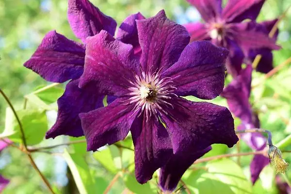 Clematis zhugoye