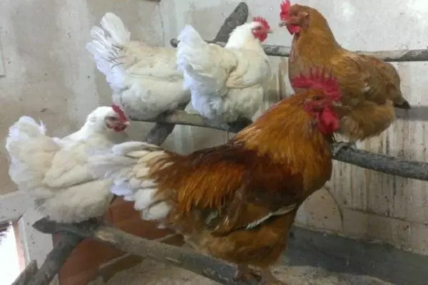 Mini-poulets de viande: description et caractéristiques de race, avantages et inconvénients
