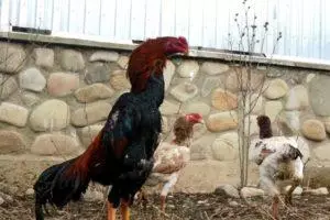 ລາຍລະອຽດແລະກົດລະບຽບສໍາລັບເນື້ອໃນຂອງ roosters ນັກຕໍ່ສູ້ຂອງພັນທຸກໍາ