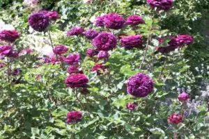 Popis a vlastnosti mnoha odrůd růže Prince, Rostoucí pravidla