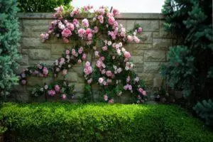 Описи кращих сортів троянд групи клаймбер і їх характеристика, посадка і догляд