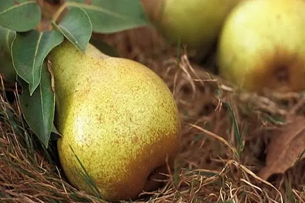 Rengred pear