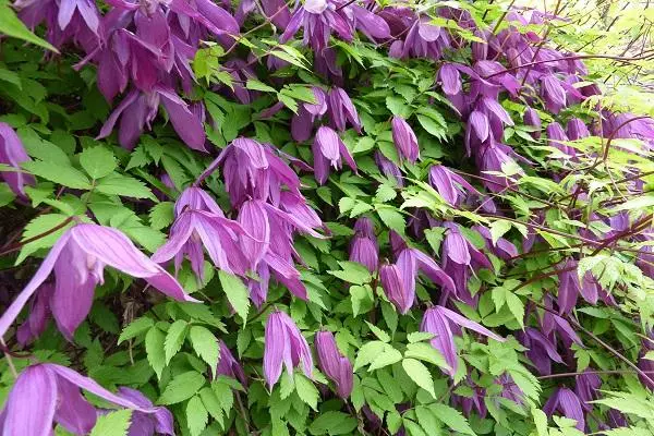 Clematis Prince.