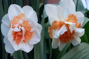Description and features of Narcissus Delnasho varieties, landing rules and plant care