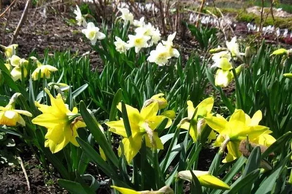 Flowering daffodil