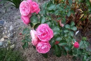 Beschreibung der pochten Rosen der Lavinia-Sorten-, Landungs- und Pflegeregeln
