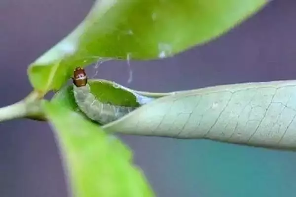 Caterpillar lasterktka