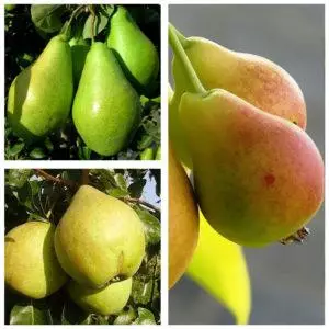 Përshkrimi i dardhë llojet e nëntorit dhe pro dhe kundër, ulje dhe rritje