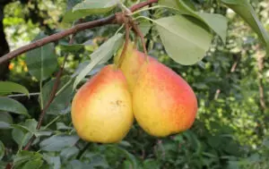 ការពិពណ៌នានិងលក្ខណៈពិសេសនៃពូជ pear នៃណូរីហានហានប្រភេទនិងវិធាននៃការដាំដុះ