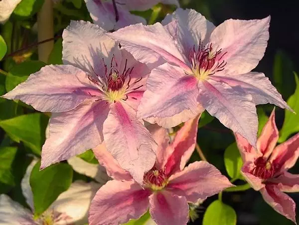 Clematis гулобӣ
