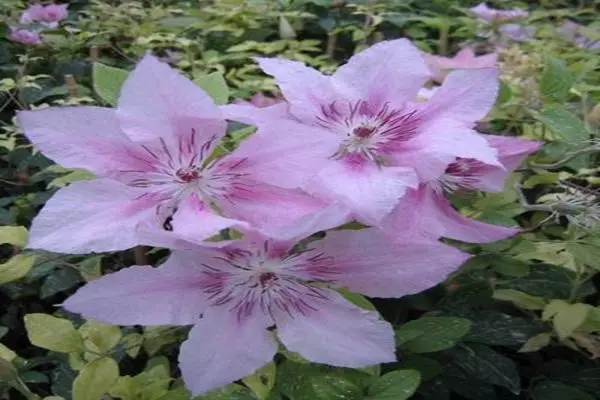 Clematis pink fannoni