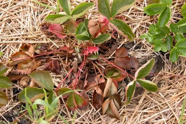 स्ट्रॉबेरी fusariosis