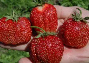 Nkọwa na njirimara nke strawberries eldorado iche, ọdịda na itolite