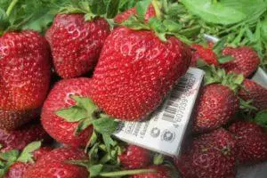 Nkọwa na njiri mara ahịhịa Strawberry, na-eto ma na-elekọta