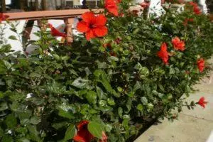 Reprodukcija, rastoča in skrb za vrtni hibiskus