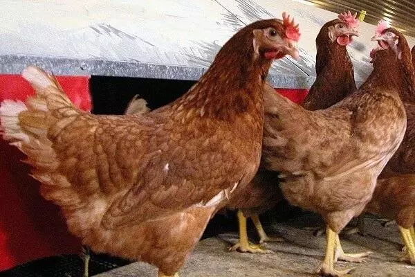 Kandungan dalam Koperasi Ayam