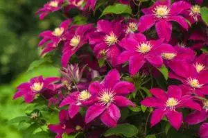 ממה שאתה יכול להאכיל clematis בסתיו, הדשנים הטובים ביותר עבור פרחים