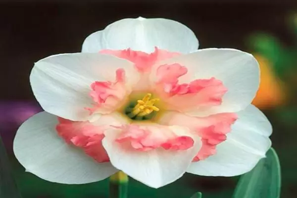 Vander Pink Narcissus