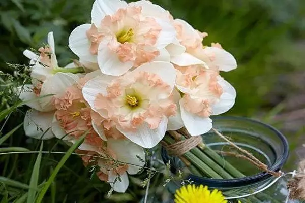 Narcissus Pink Vander.