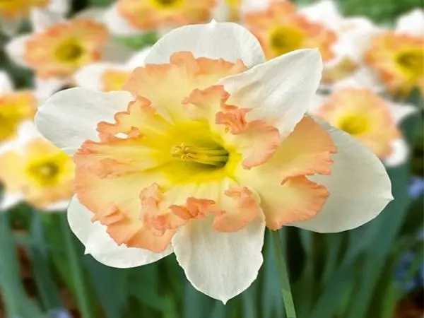Narcissus vaaleanpunainen vand