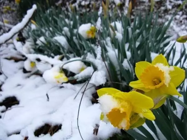 Narcissus vaaleanpunainen vankri talvella