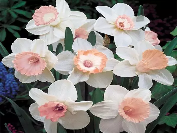 Narcissus Pink Vander.