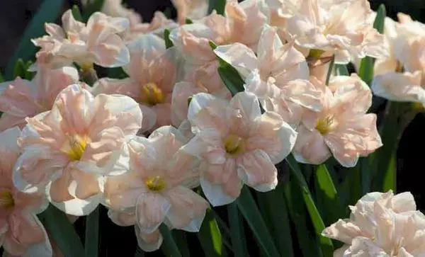 Гулҳои daffodils