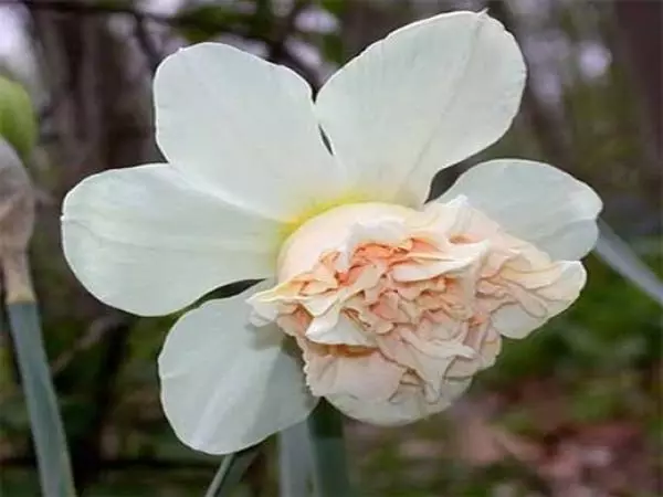 Narcisus Rosie Klahud.