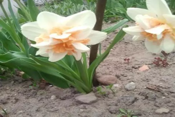 Narcissus rosie Claud。