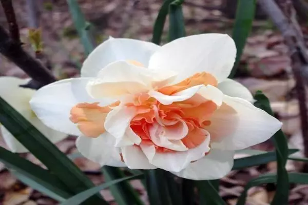 Narcissus Rosie Claud.