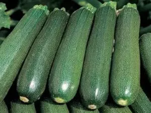 Descrición do calabacín de zucchinus, peculiaridades crecentes e almacenamento
