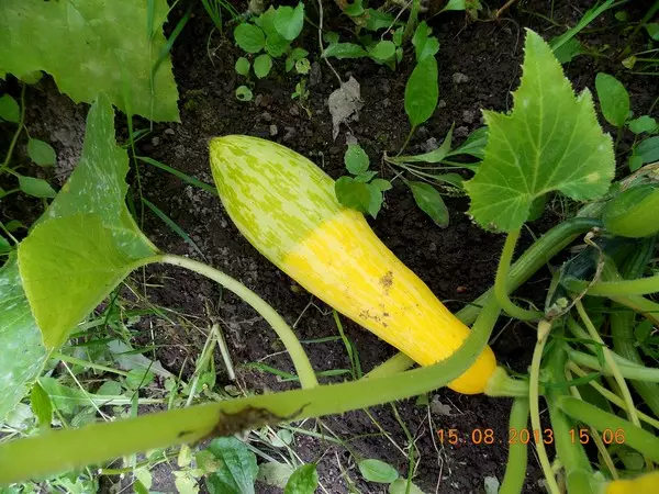 Dilaw na zucchini.