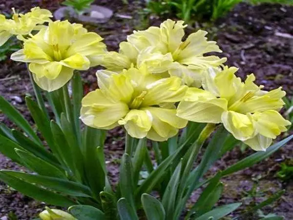 Narcissus Sanny side opp