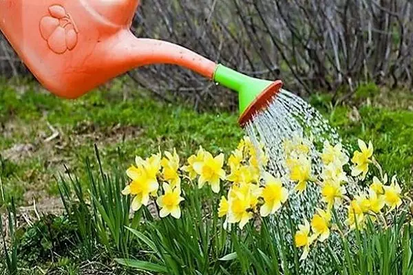 Narcissus سنی طرف اے پی پانی