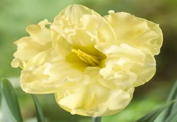 Narcissus Sanny side opp
