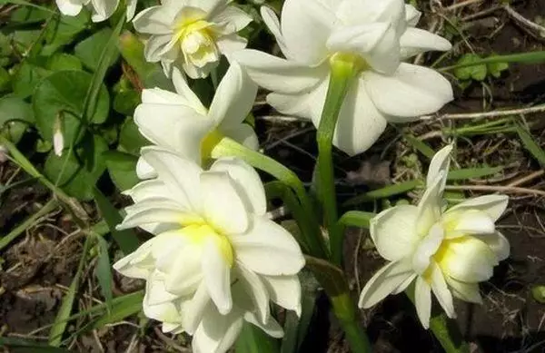 Blomstrende narcissa.