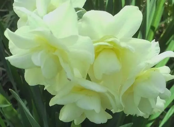 Narcissus blomst