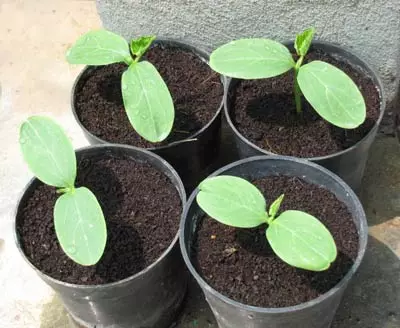 Pipino seedlings sa palayok
