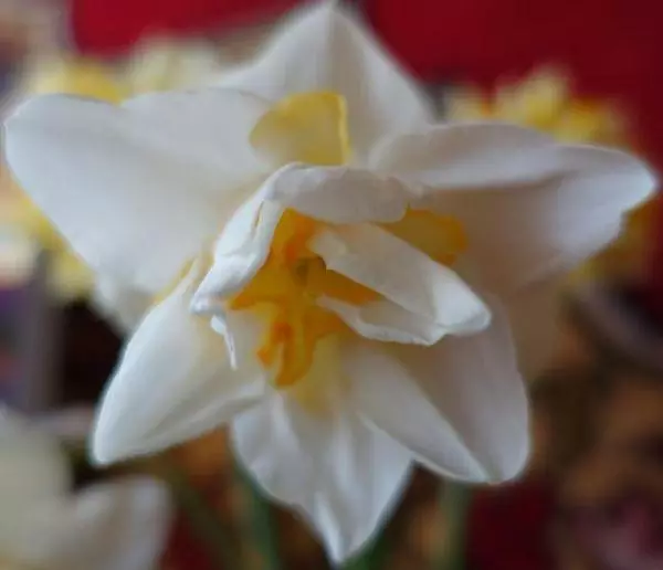 Narcissus White Lyon: barietateen deskribapena eta ezaugarriak, lurreratze eta zainketa, argazkiekin egindako iritziak 11545_1